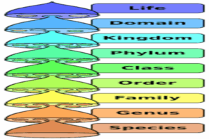 Taxonomy - Definition, Introduction and Types | Aliscience