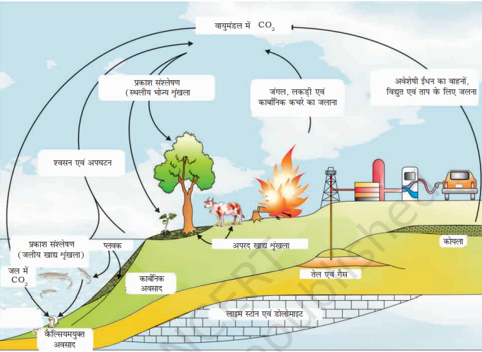 पोषक चक्र (Nutrient Cycling) - Aliscience